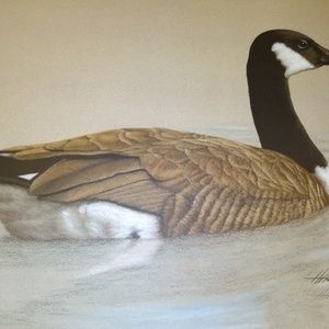 Harold Rigsby | Wall Decor | Canadian Goose By Harold Rigsby 72975 ...